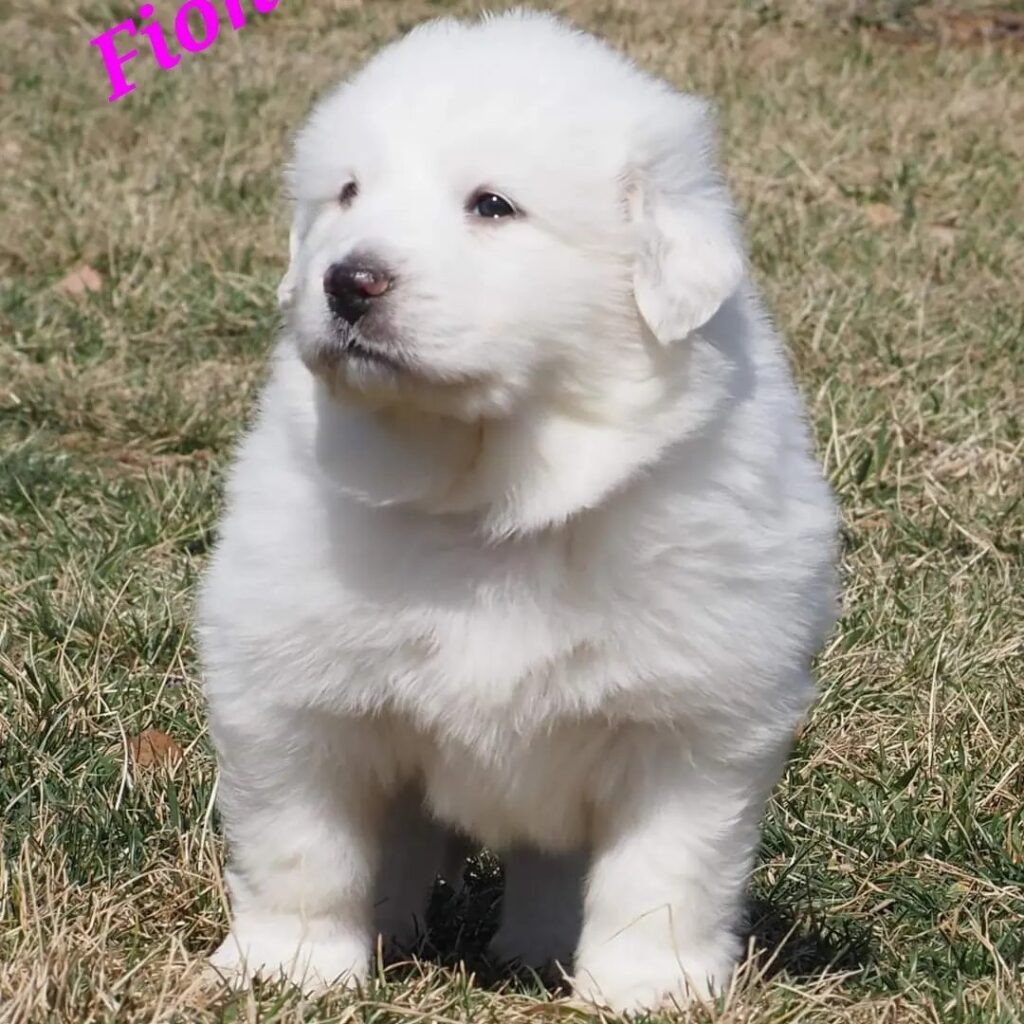 Great Pyrenees Puppies for Sale - Harvest Acres Great Pyrenees