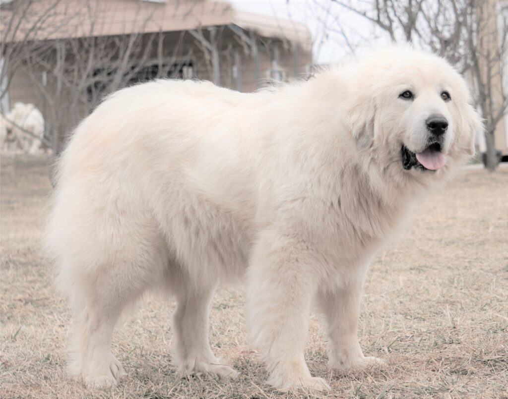 Great Pyrenees Puppies for Sale - Harvest Acres Great Pyrenees