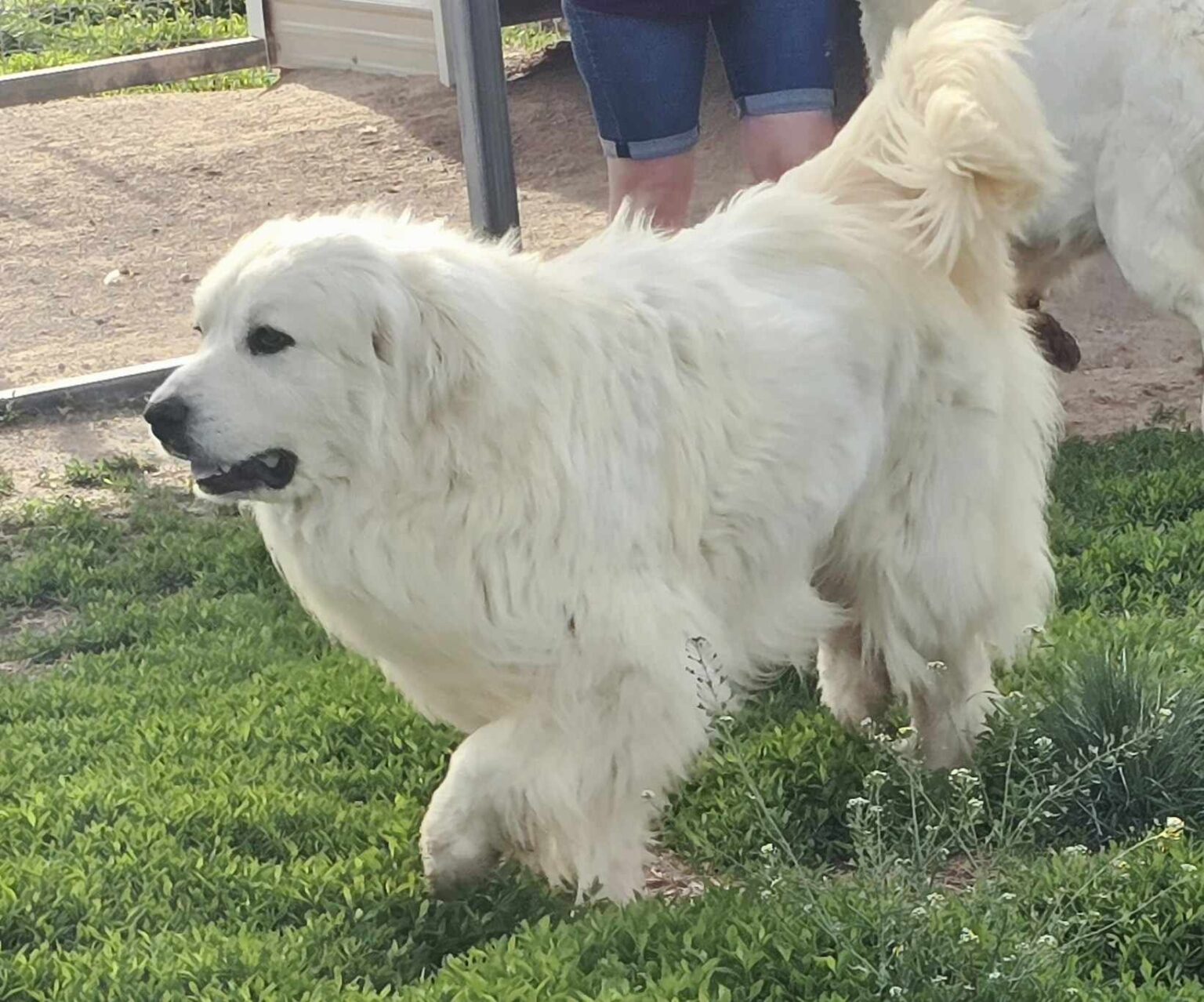 Great Pyrenees Puppies for Sale - Harvest Acres Great Pyrenees