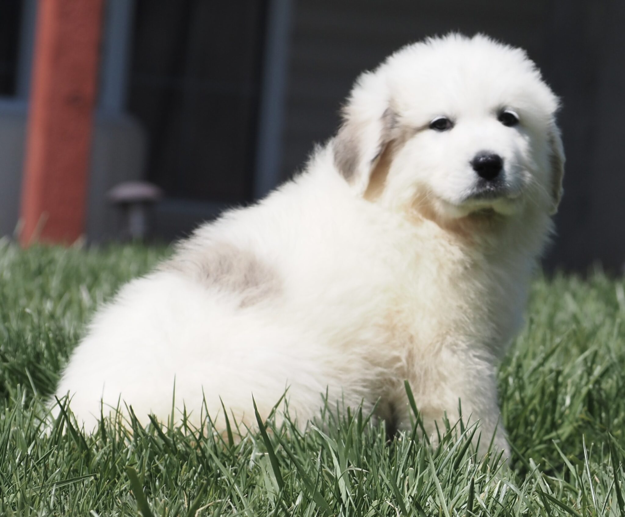 Great Pyrenees Puppies for Sale - Harvest Acres Great Pyrenees