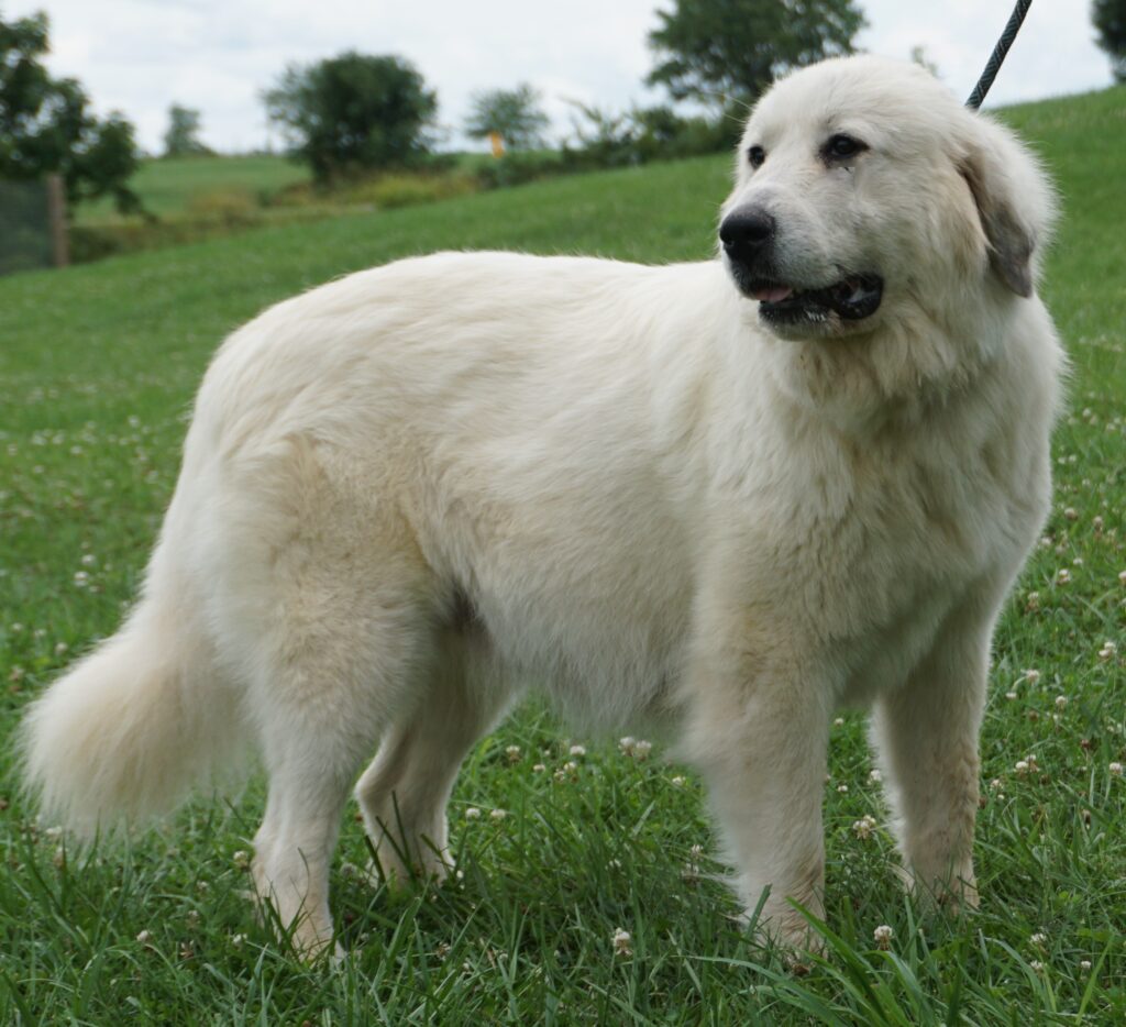 Great Pyrenees Puppies for Sale - Harvest Acres Great Pyrenees