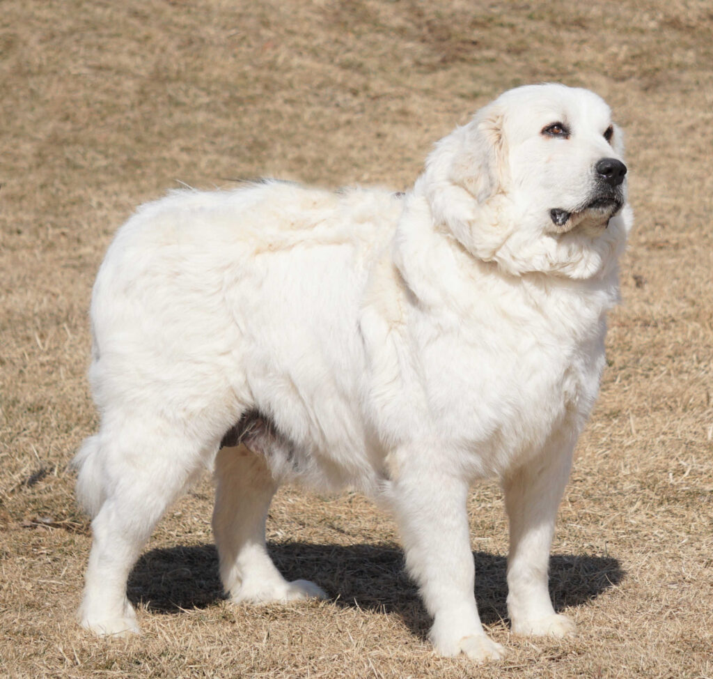 Our Great Pyrenees | Harvest Acres Pyrenees