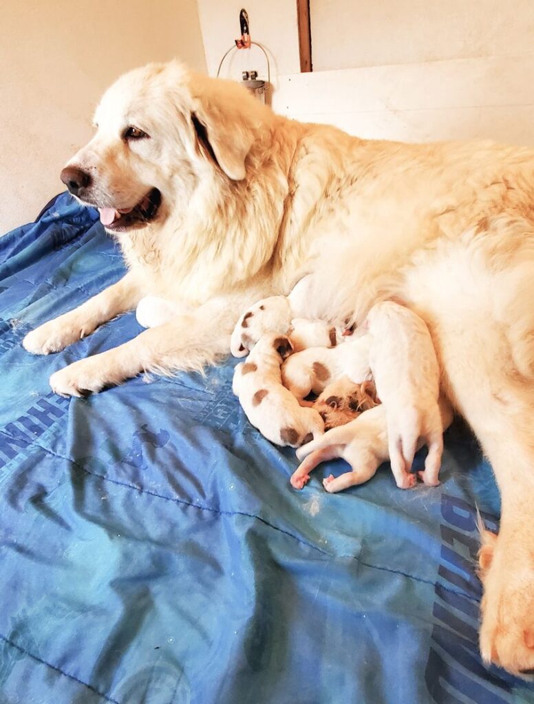 Newborn - Harvest Acres Great Pyrenees