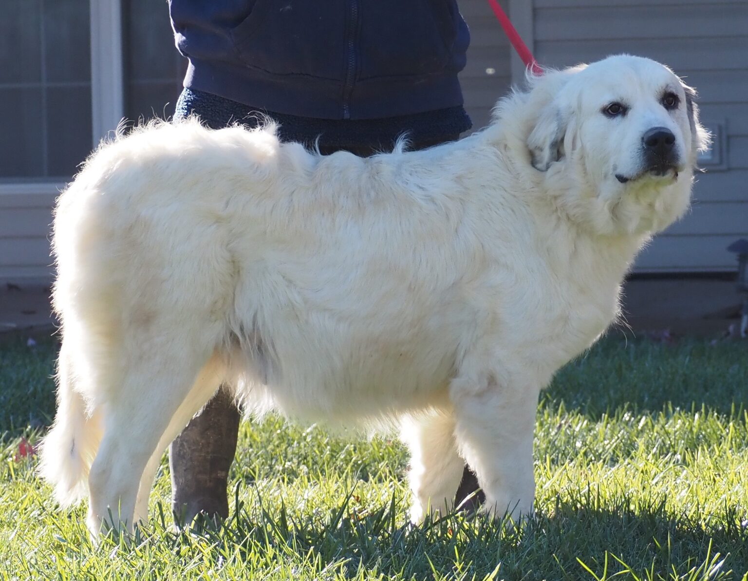 Great Pyrenees Puppies for Sale - Harvest Acres Great Pyrenees