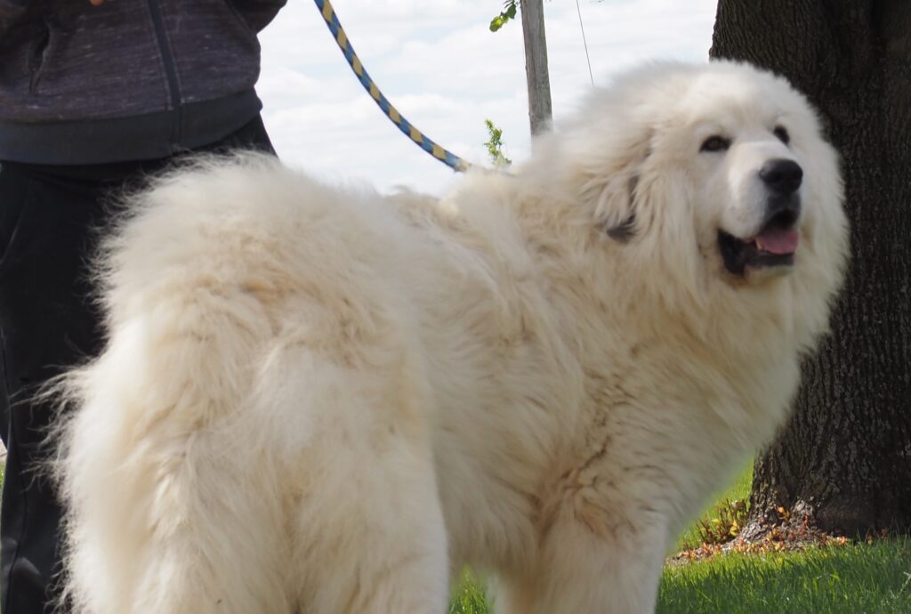 Great Pyrenees Puppies for Sale - Harvest Acres Great Pyrenees