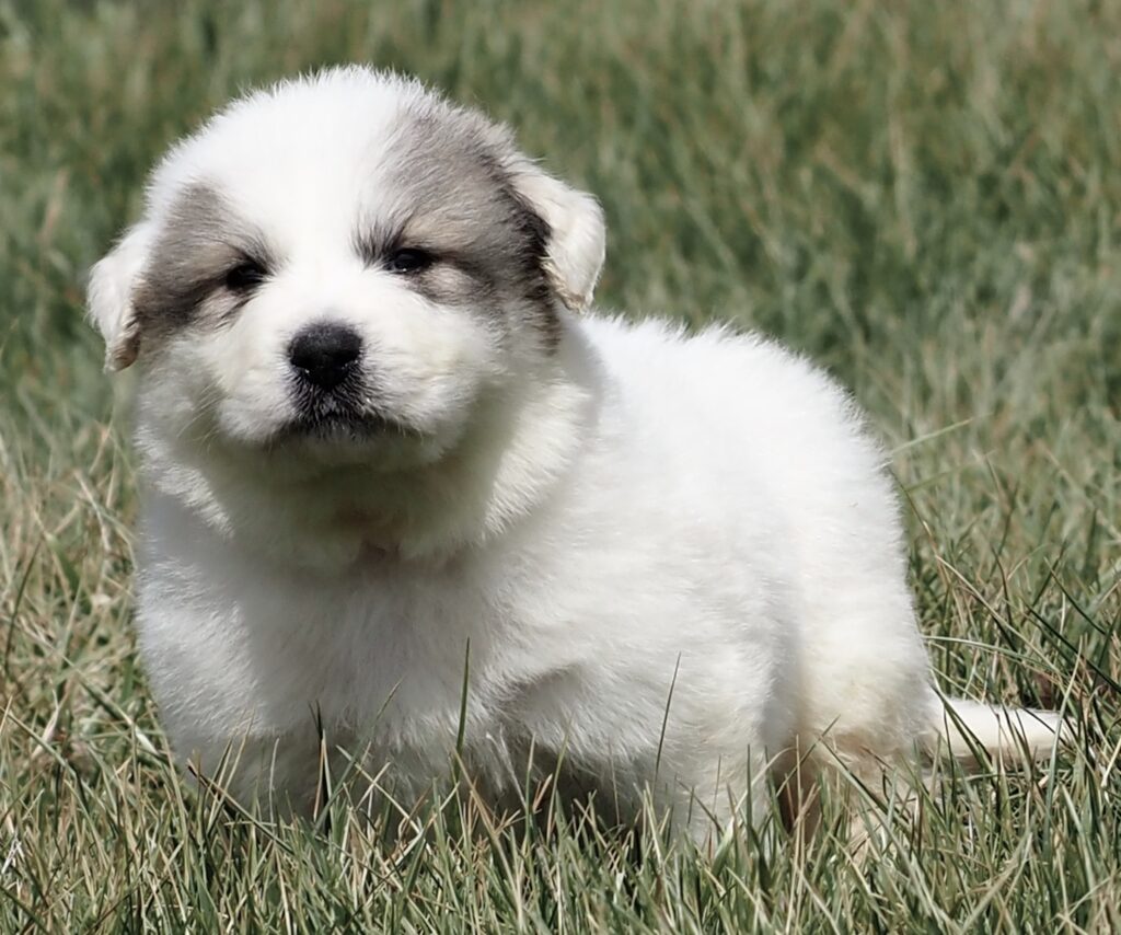 Great Pyrenees Puppies for Sale - Harvest Acres Great Pyrenees