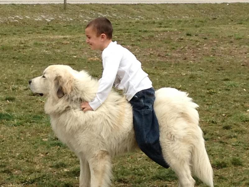 Leo Great Pyrenees dog great with children - Harvest Acres Great Pyrenees