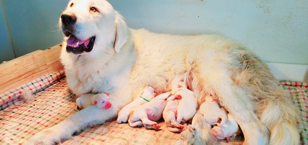 newborn - Harvest Acres Great Pyrenees