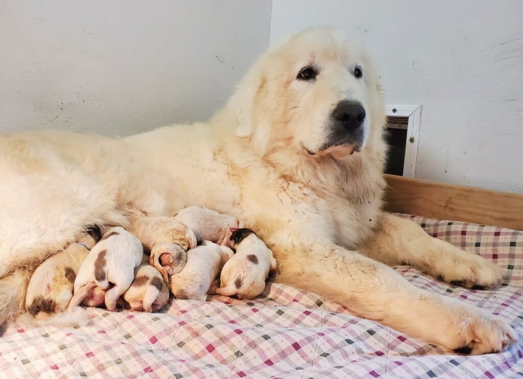 newborn - Harvest Acres Great Pyrenees