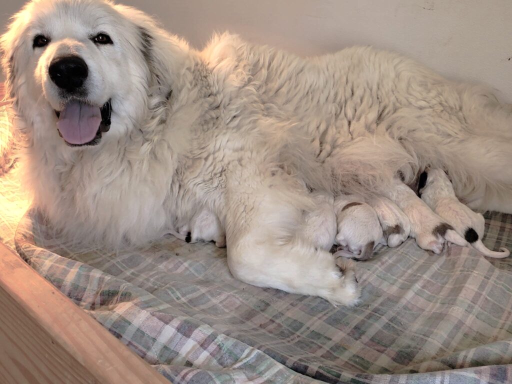 newborns - Harvest Acres Great Pyrenees