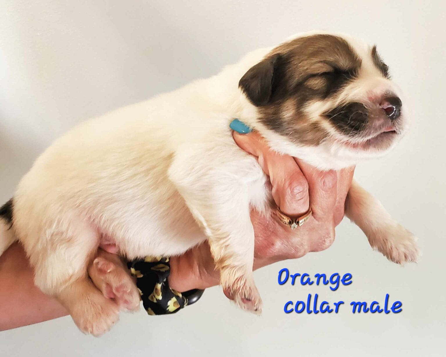 Great Pyrenees Puppies for Sale - Harvest Acres Great Pyrenees
