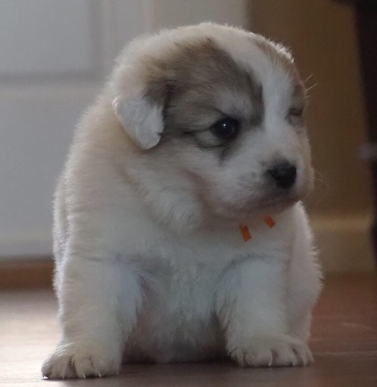 Great Pyrenees Puppies for Sale - Harvest Acres Great Pyrenees